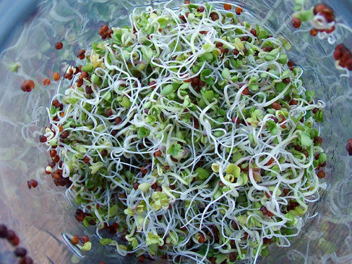 Sprouting methods on trail - Backpacking Light