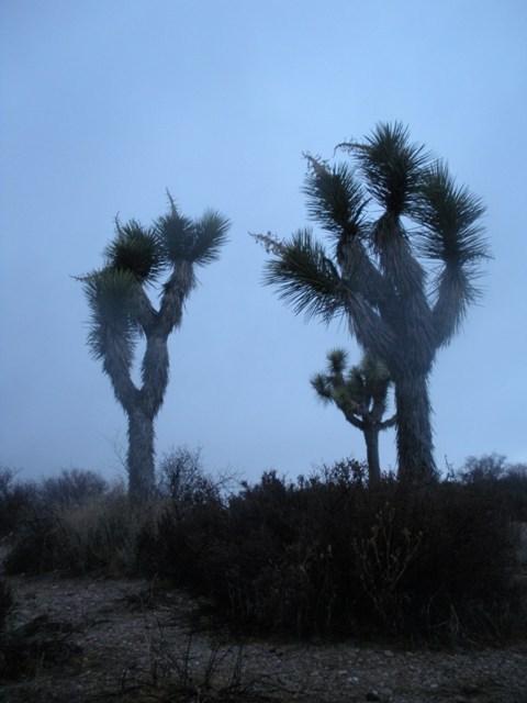 Covington Flats, Joshua Tree, 12/17/10 - Backpacking Light