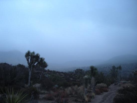 Covington Flats, Joshua Tree, 12/17/10 - Backpacking Light