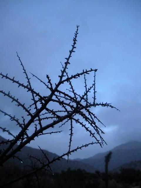 Covington Flats, Joshua Tree, 12/17/10 - Backpacking Light
