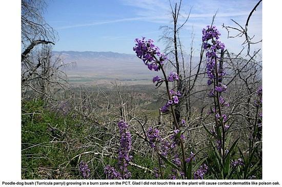 Poisonous Poodle- dog bush - Backpacking Light