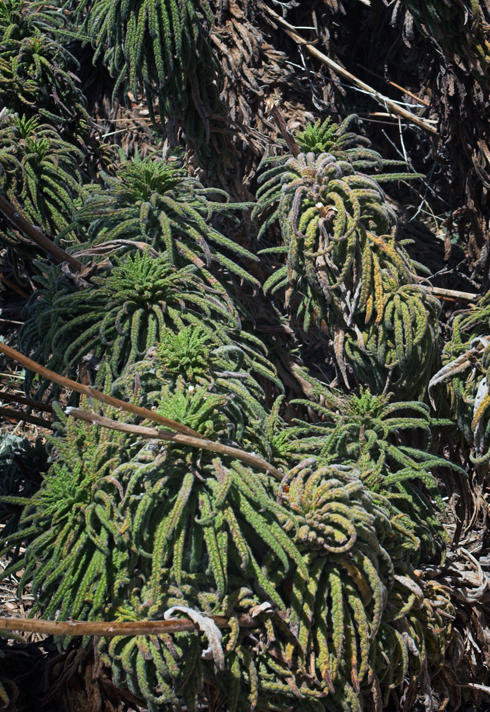 Poisonous Poodle- dog bush - Backpacking Light