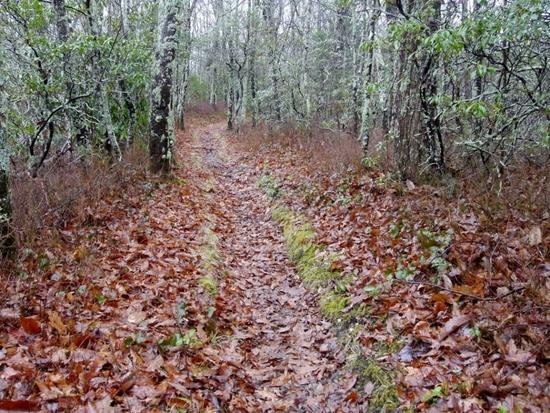 Overnight trip to Spence field and Thunderhead MNT (GSMNP ...