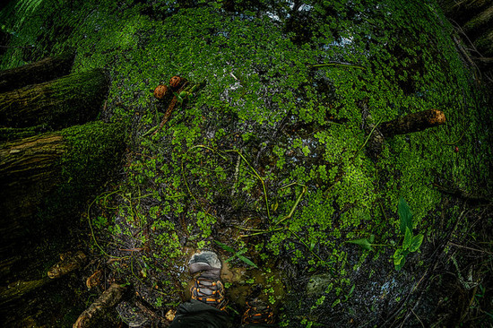 A microadventure around Lake Chicot through a Louisiana swamp ...